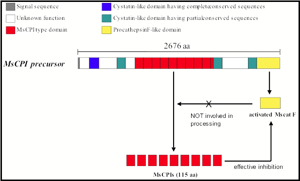 生理活性タンパク質